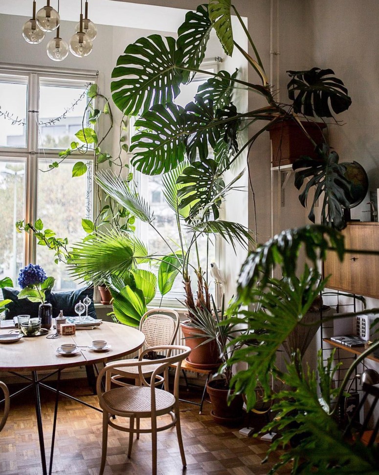 Best Indoor Plants For Your Home – Interior Era
